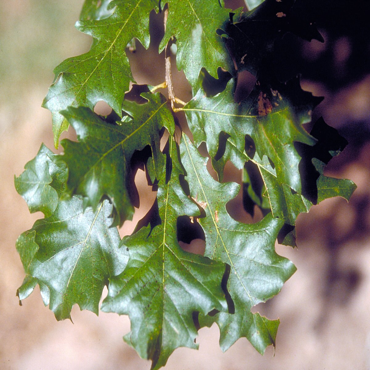 Quercus Lyrata Overcup Oak | SiteOne