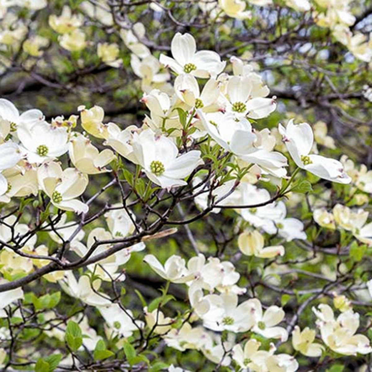 Cornus Florida Cloud 9 Dogwood | SiteOne