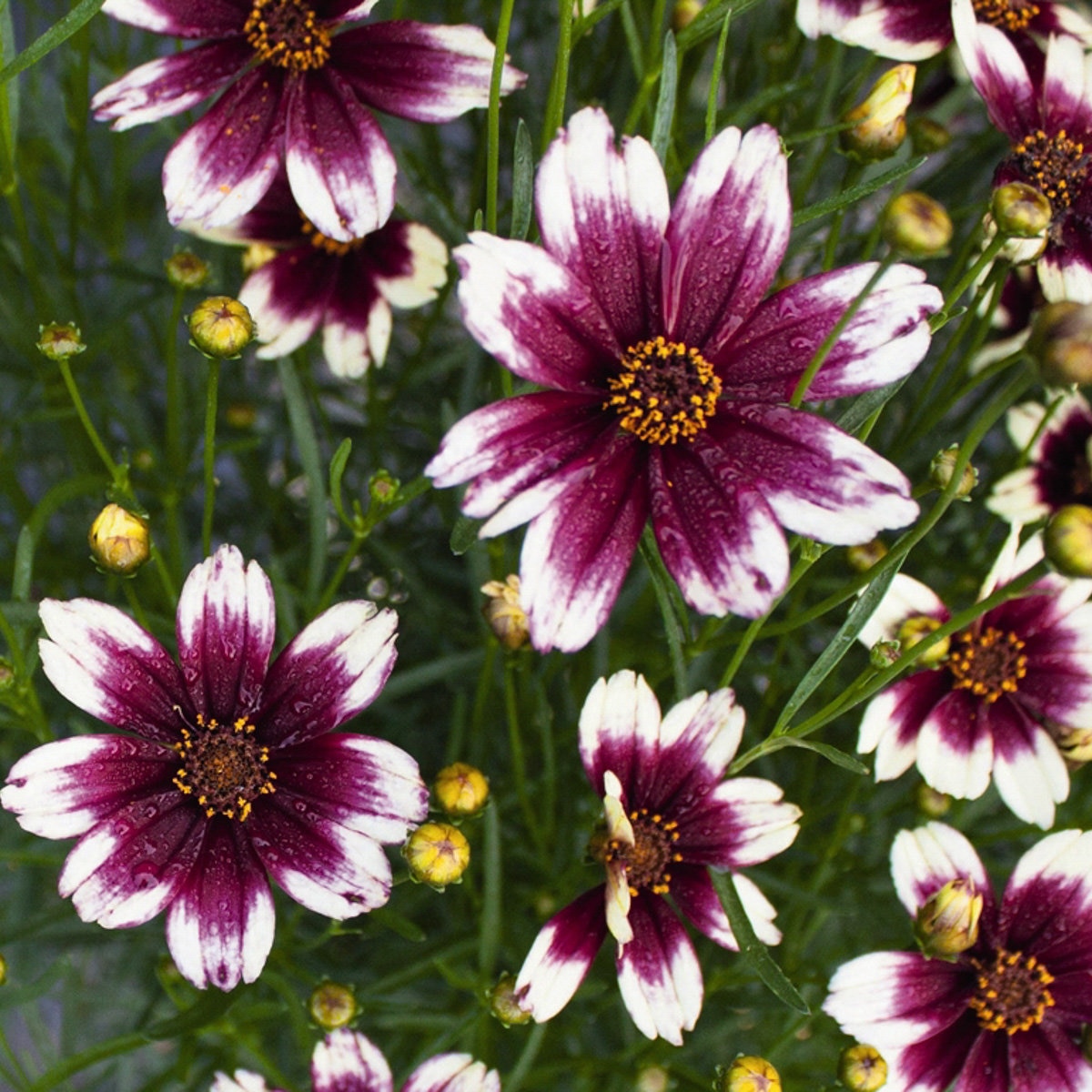 Coreopsis X Satin & Lace Berry Chiffon Tickseed | SiteOne