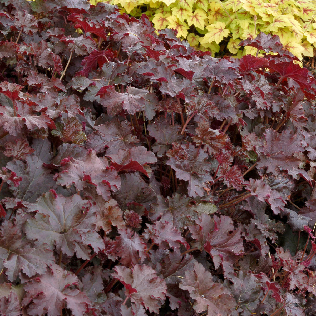 Heuchera X Chocolate Ruffles Coral Bells | SiteOne