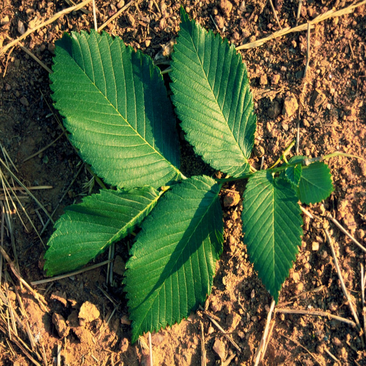 Ulmus Americana 'Princeton' American Elm | SiteOne