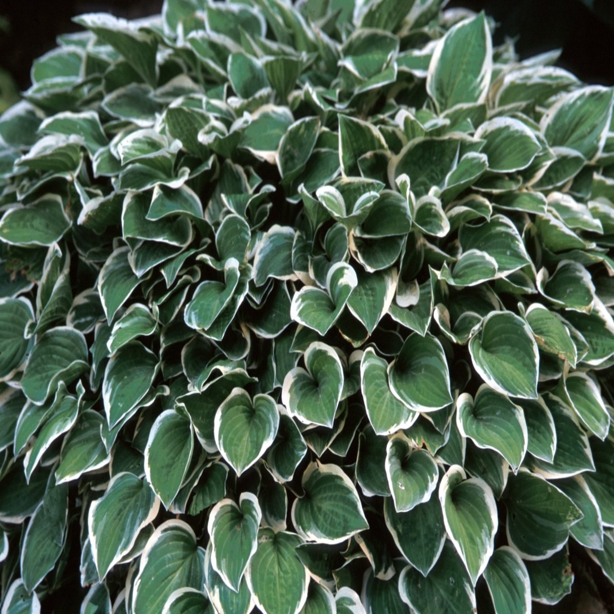 Hosta Diamond Tiara Plantain Lily | SiteOne