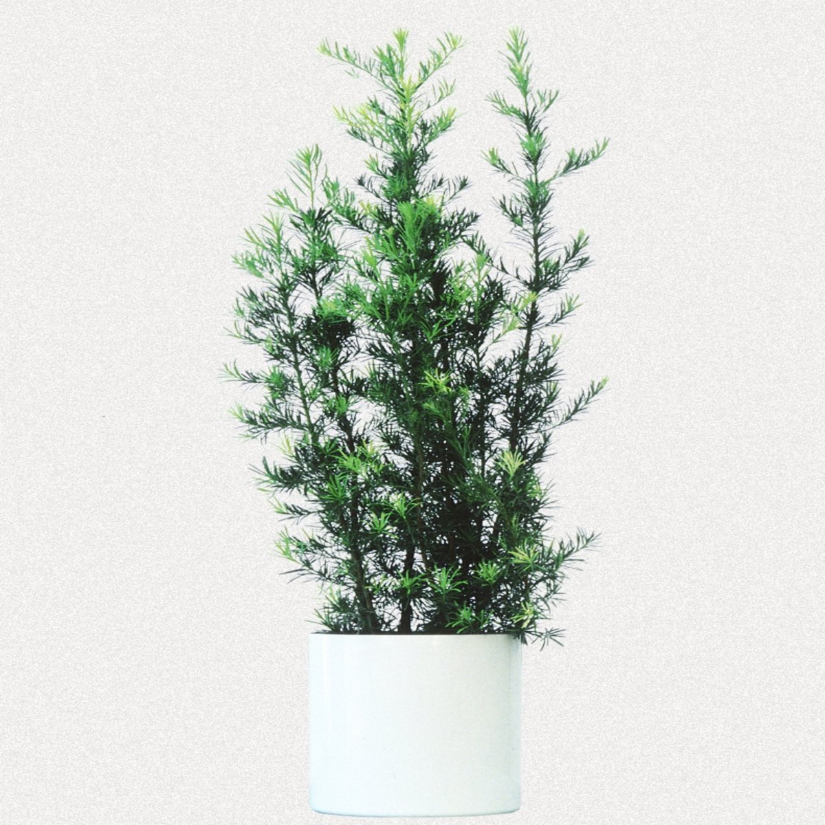 Podocarpus Macrophyllus Maki Yew Plum Pine | SiteOne