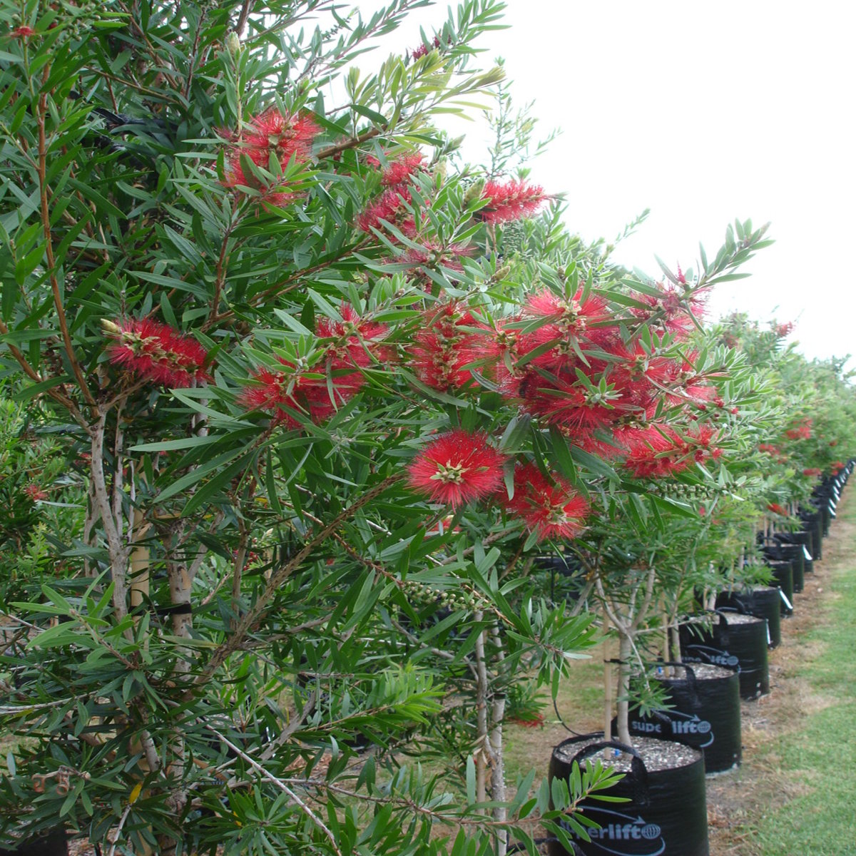Callistemon Rigidus Red Cluster Bottlebrush | SiteOne