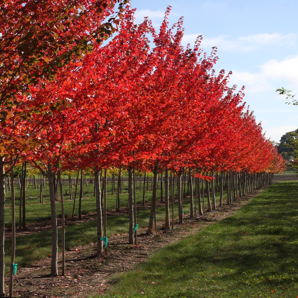 Acer Rubrum Sun Valley Red Maple | SiteOne