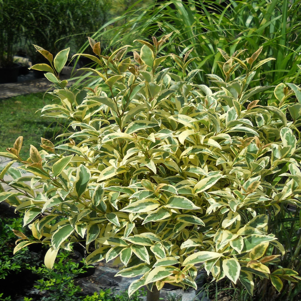 Ligustrum Japonicum Variegatum Japanese Privet | SiteOne
