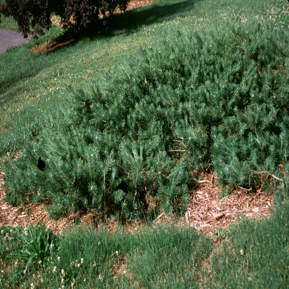 Pinus Sylvestris Hillside Creeper Scots Pine | SiteOne