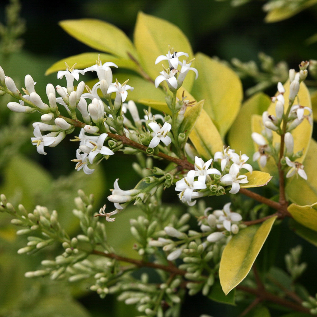 Ligustrum X Vicaryi Golden Ticket Vicary Privet | SiteOne