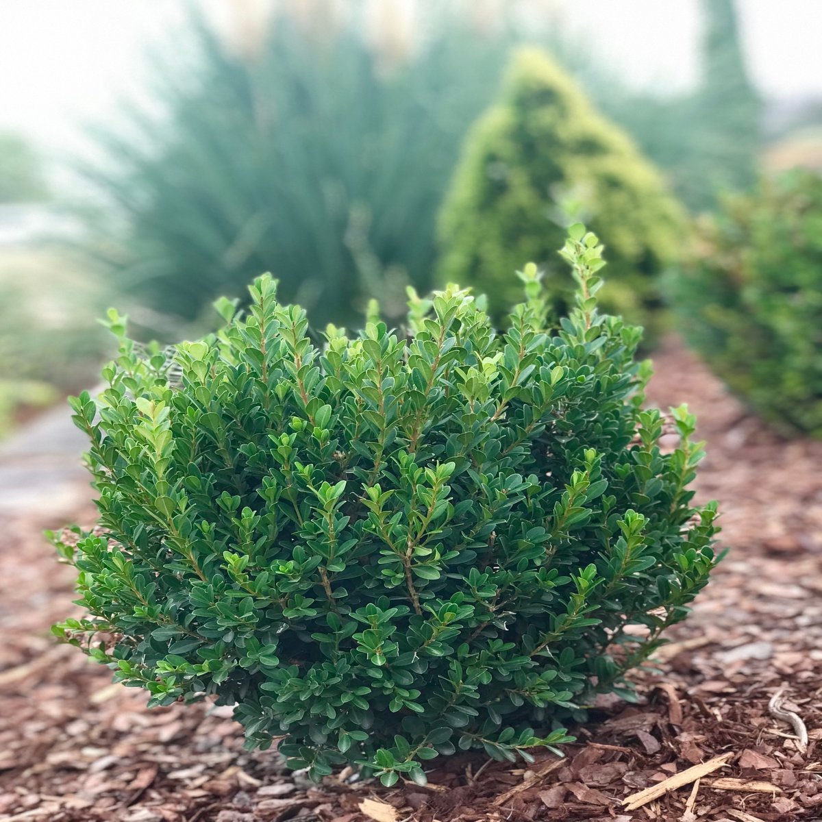 Buxus Microphylla var. Baby Jade Boxwood | SiteOne