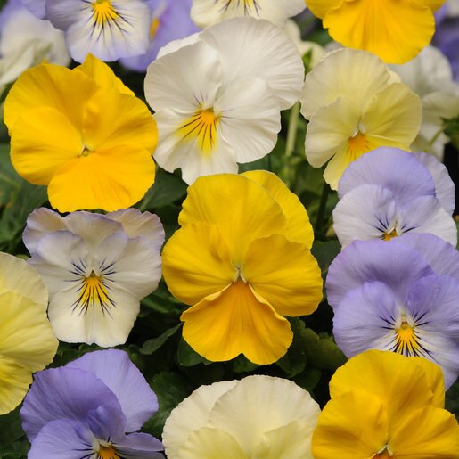 Viola X Wittrockiana Cool Wave Mixture Spreading Pansy | SiteOne