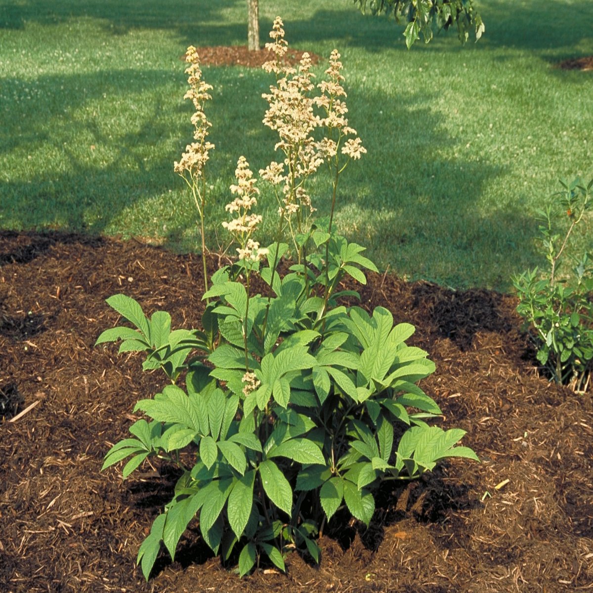 Rodgersia Aesculifolia Fingerleaf Rodgersia | SiteOne