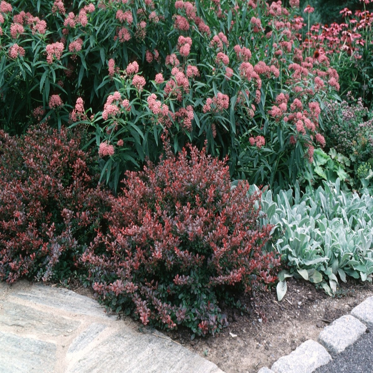 Berberis Thunbergii Crimson Pygmy Dwarf Japanese Barber | SiteOne
