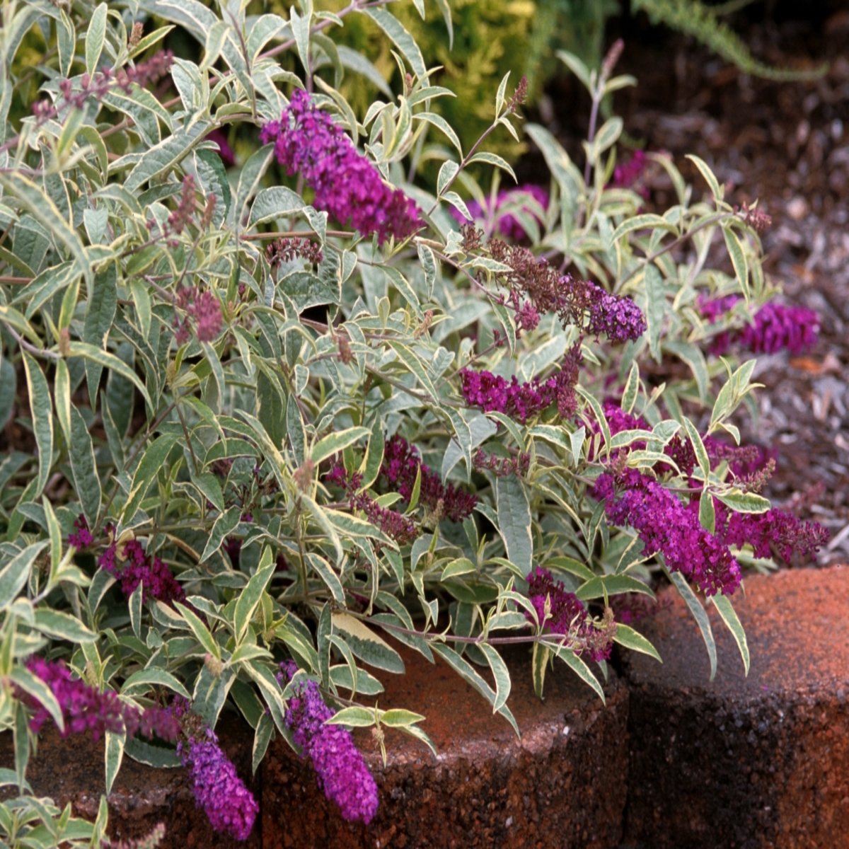Buddleia Davidii Harlequin Butterfly Bush | SiteOne