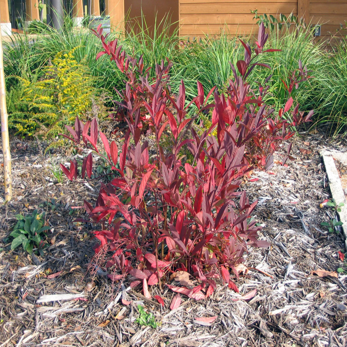 Itea Virginica Merlot Sweetspire | SiteOne