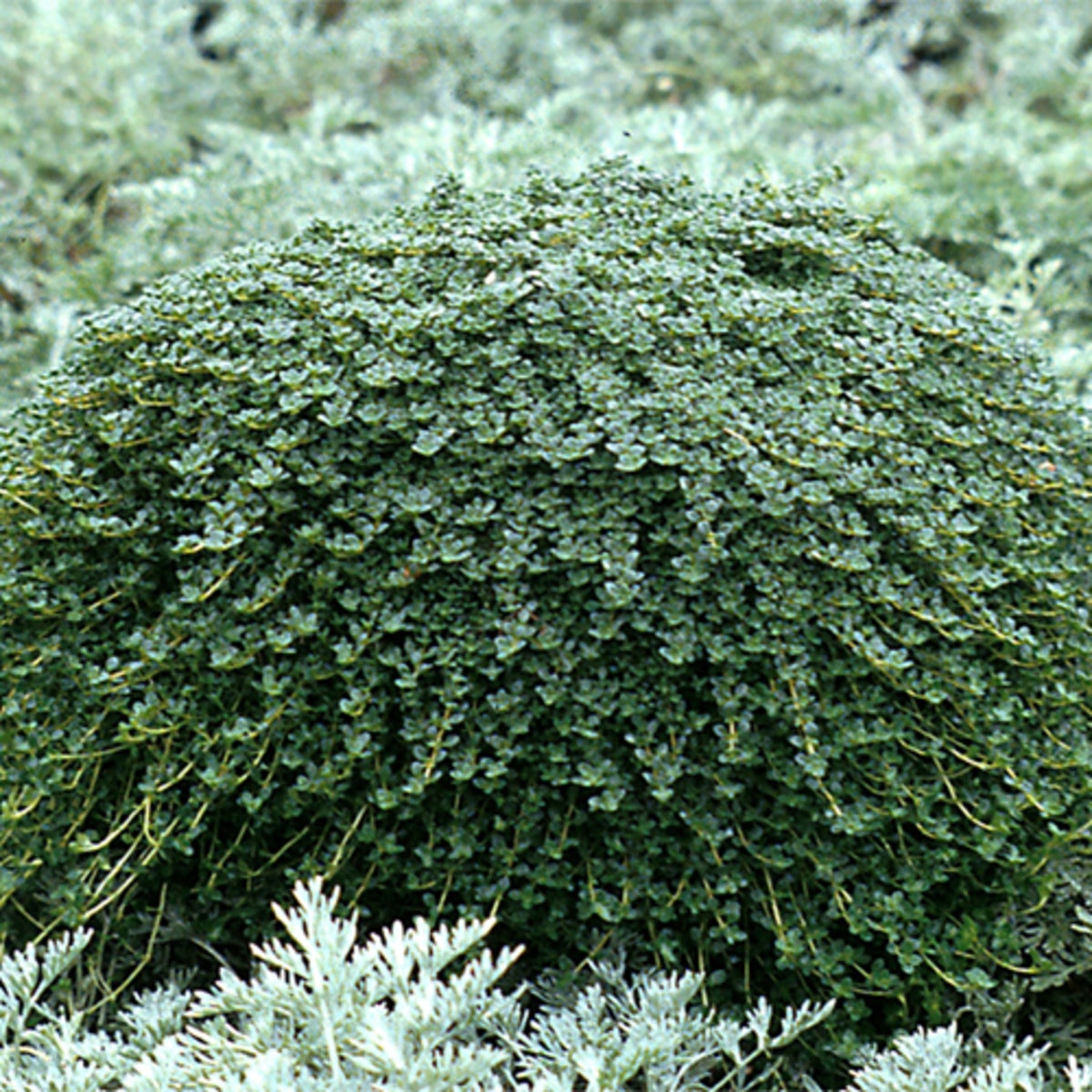 Thymus Serpyllum Elfin Creeping Thyme | SiteOne