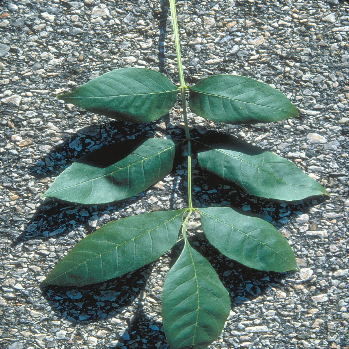 Fraxinus Pennsylvanica Summit Green Ash | SiteOne