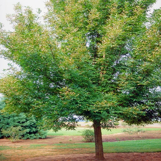 Fraxinus Pennsylvanica Summit Green Ash | SiteOne