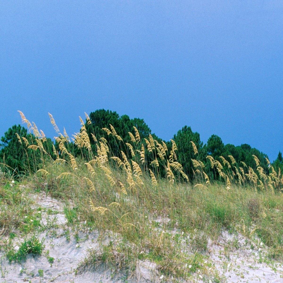 Uniola Paniculata Sea Oats | SiteOne
