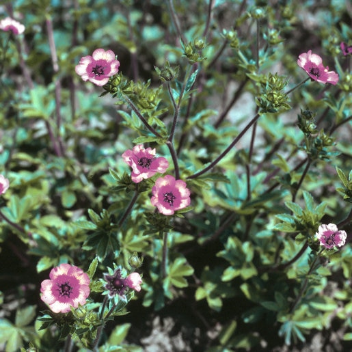 Potentilla Nepalensis Miss Willmott Cinquefoil | SiteOne