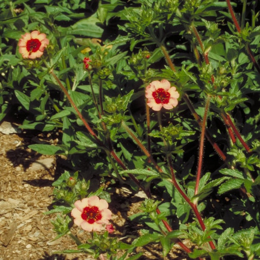 Potentilla Nepalensis Miss Willmott Cinquefoil | SiteOne
