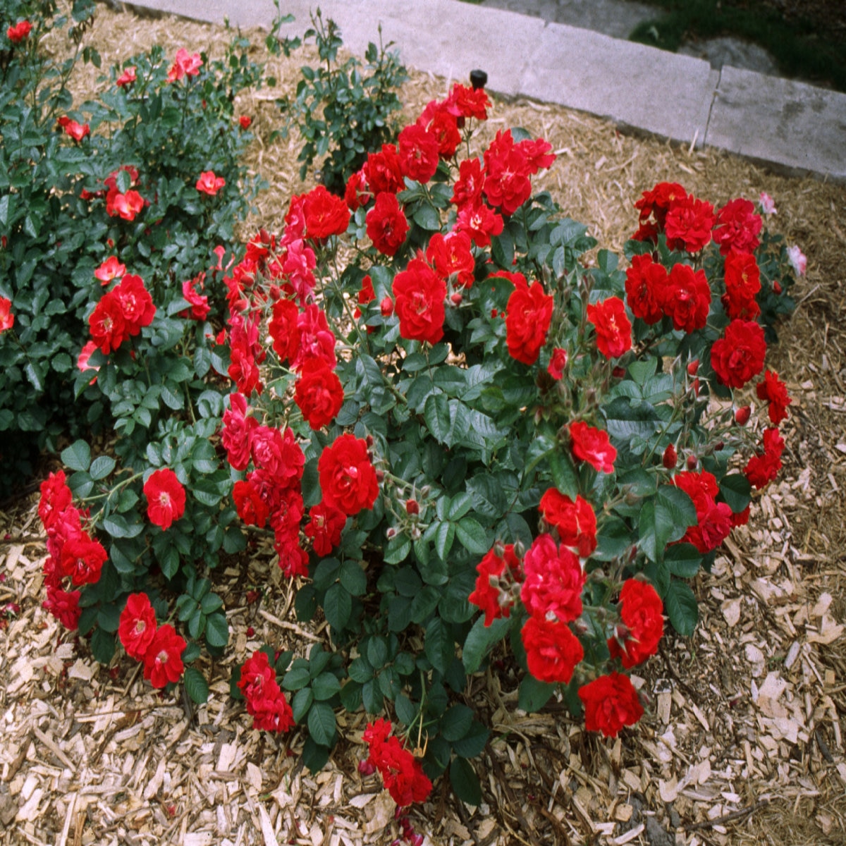 Rosa Rugosa Linda Campbell Japanese Rose | SiteOne