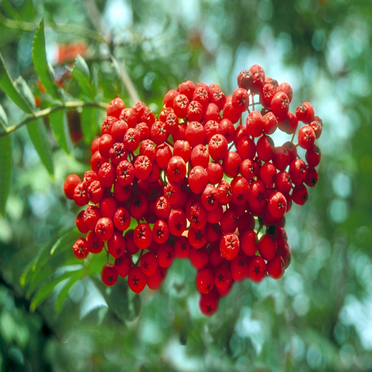 Sorbus Aucuparia Michred Cardinal Royal Mountain Ash | SiteOne
