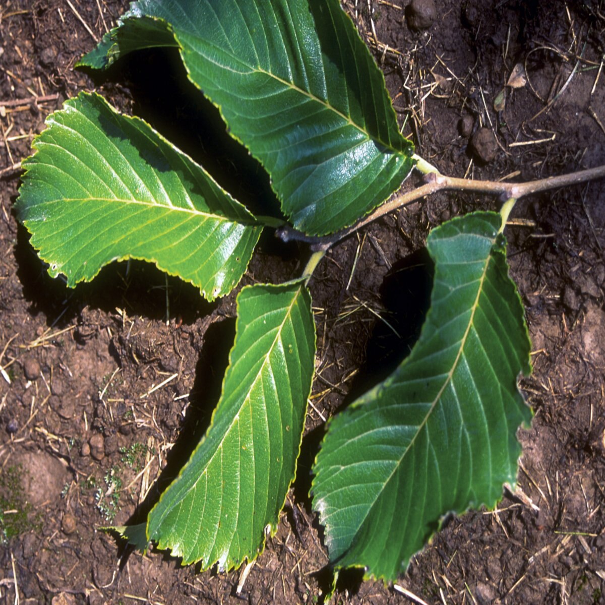 Ulmus Wilsoniana Prospector Elm | SiteOne