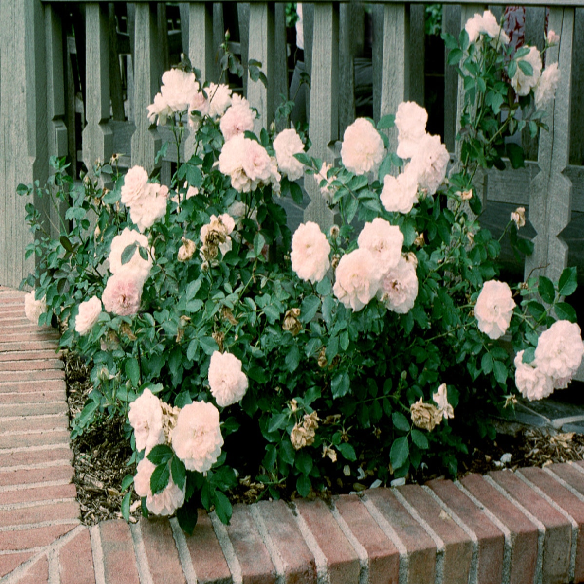 Rosa X Parkland Morden Blush Rose | SiteOne