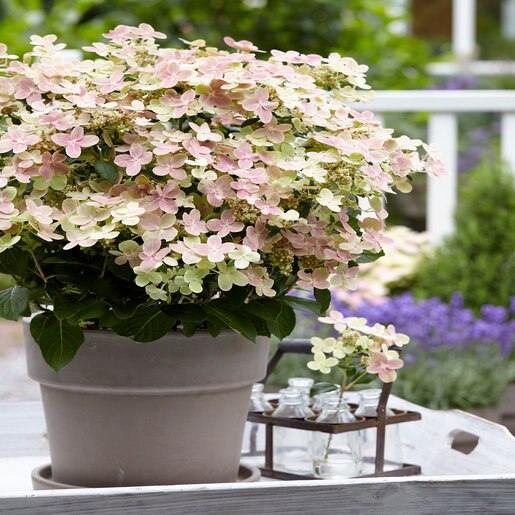 Hydrangea Paniculata Early Evolution | SiteOne
