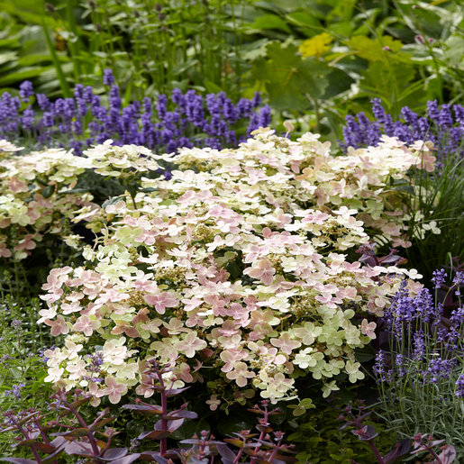 Hydrangea Paniculata Early Evolution | SiteOne
