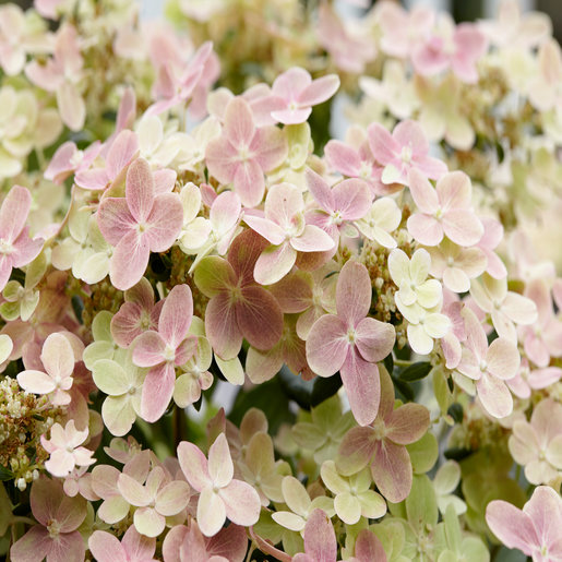 Hydrangea Paniculata Early Evolution | SiteOne