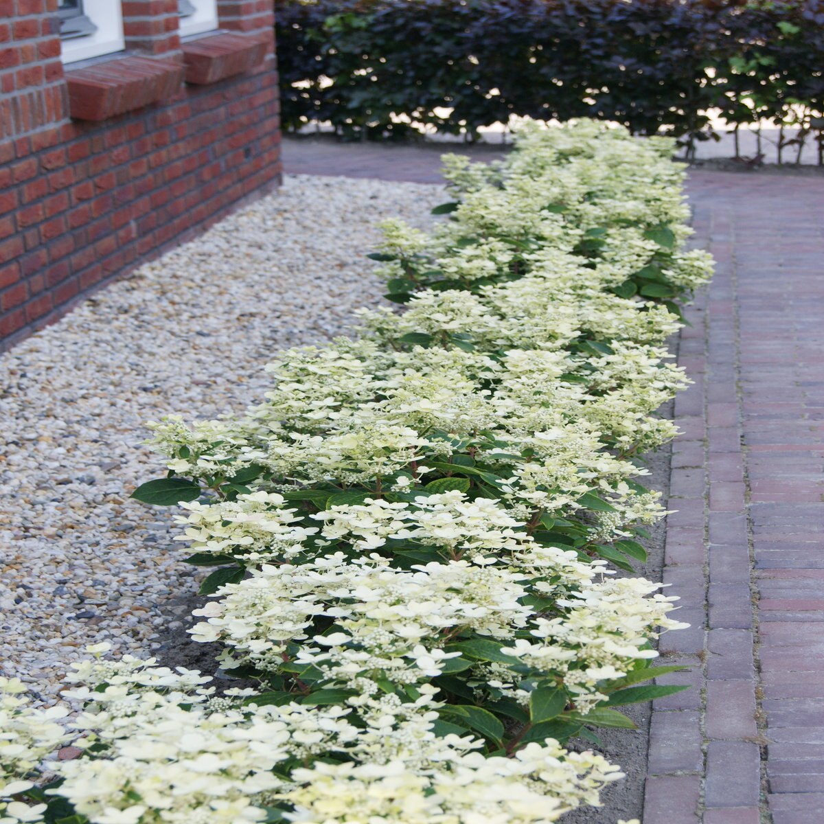 Hydrangea Paniculata Early Evolution | SiteOne
