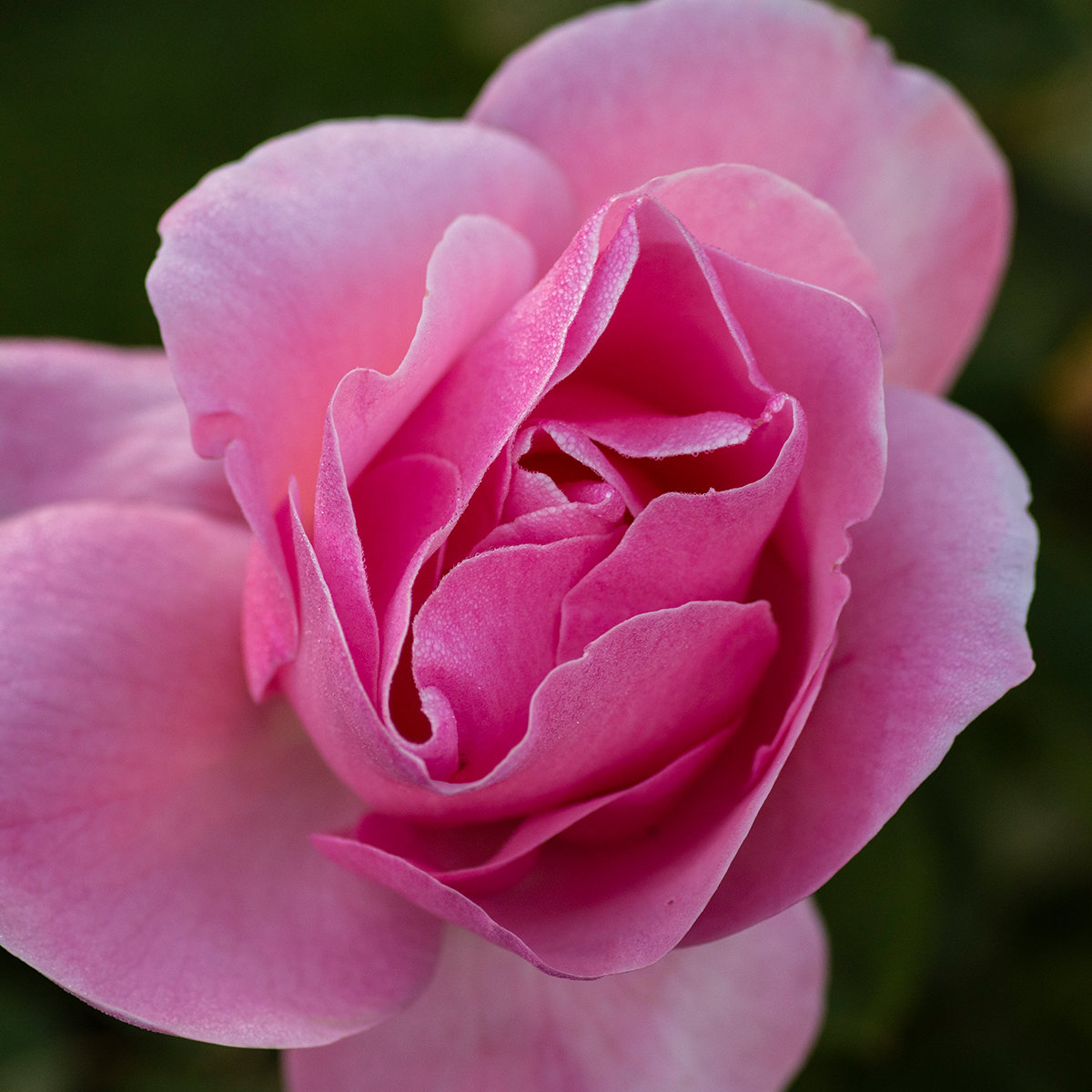 Rosa X Queen Elizabeth Hybrid Tea Rose | SiteOne