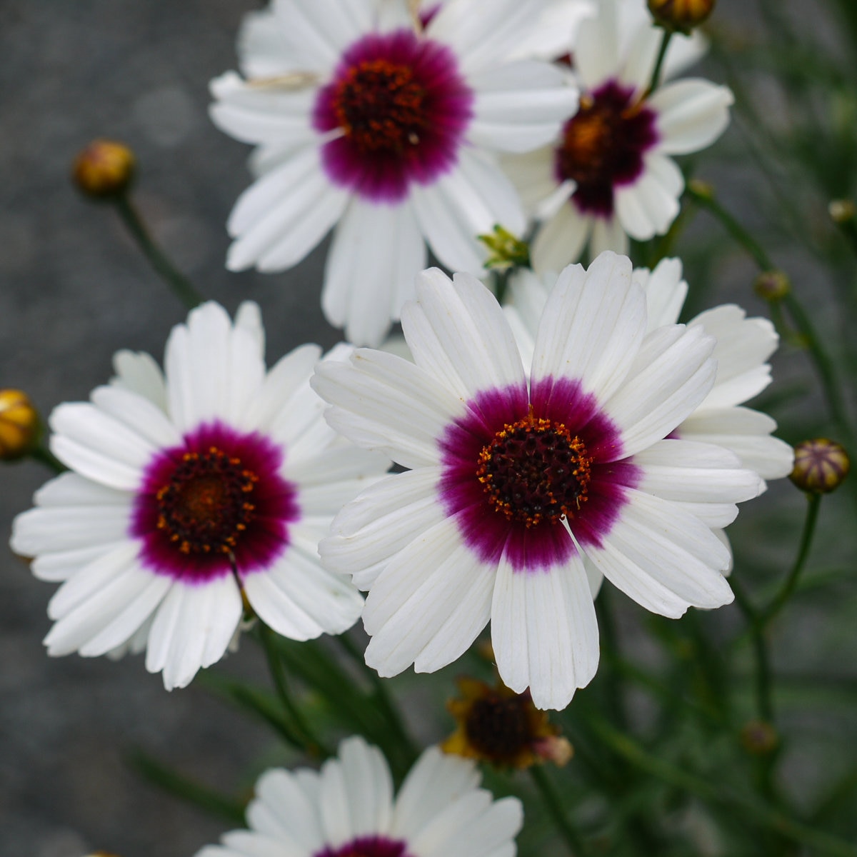 Coreopsis Satin & Lace Ice Wine Tickseed | SiteOne