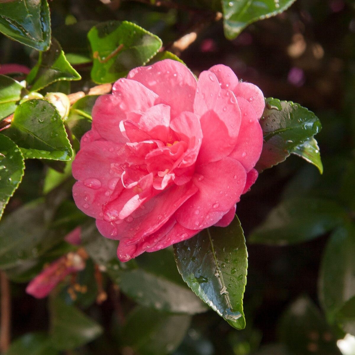 Camellia Sasanqua October Magic Rose Camellia | SiteOne
