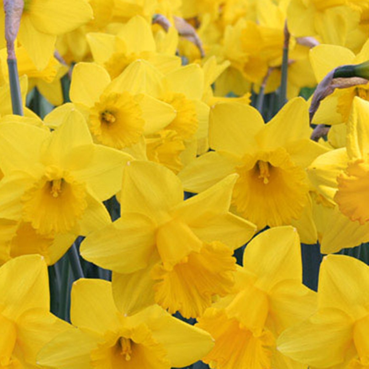 Narcissus Bulb Trumpet Dutch Master Daffodil | SiteOne