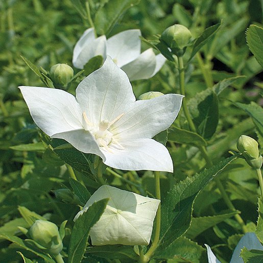 Platycodon Grandiflorus Fuji White Balloon Flower | SiteOne