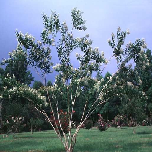Lagerstroemia Fauriei Fantasy Crape Myrtle | SiteOne