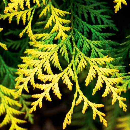 Thuja Occidentalis Walter Brown Techny Gold Arborvitae | SiteOne
