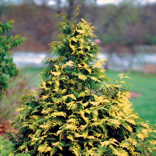 Thuja Occidentalis Walter Brown Techny Gold Arborvitae | SiteOne
