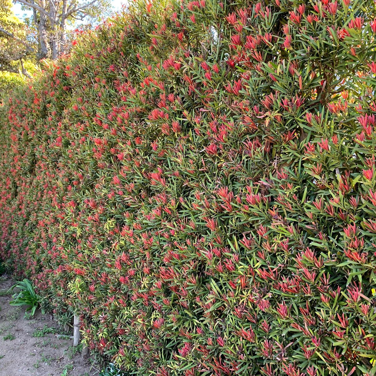 Podocarpus Marcophyllus Mood Ring Yew Plum Pine | SiteOne