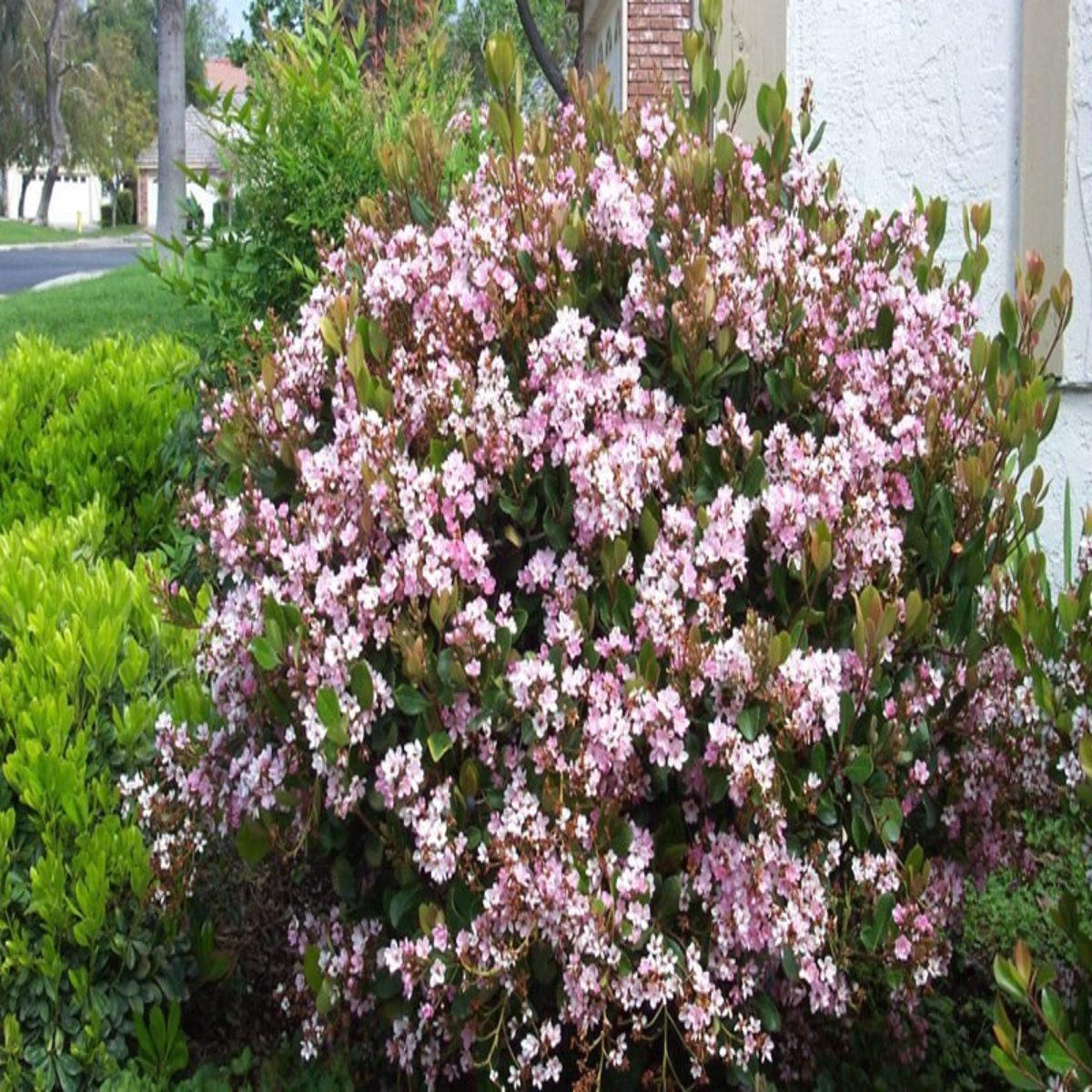 Rhaphiolepis Indica Conor Eleanor Tabor Indian Hawthorn | SiteOne