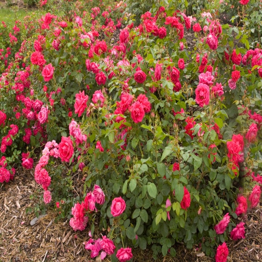 Rosa X Easy Elegance My Girl Rose | SiteOne