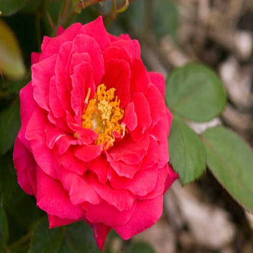Rosa X Easy Elegance My Girl Rose | SiteOne