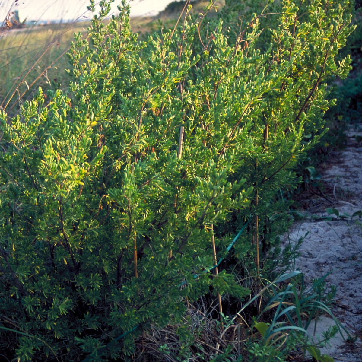 Suriana Maritima Bay Cedar | SiteOne