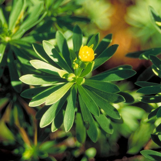 Suriana Maritima Bay Cedar | SiteOne