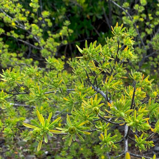 Suriana Maritima Bay Cedar | SiteOne