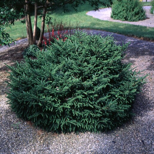 Picea Orientalis Nigra Compacta Oriental Spruce | SiteOne