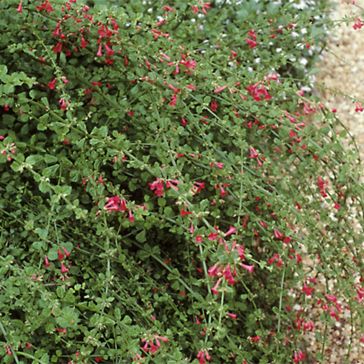 Russelia Sarmentosa Firecracker Plant | SiteOne