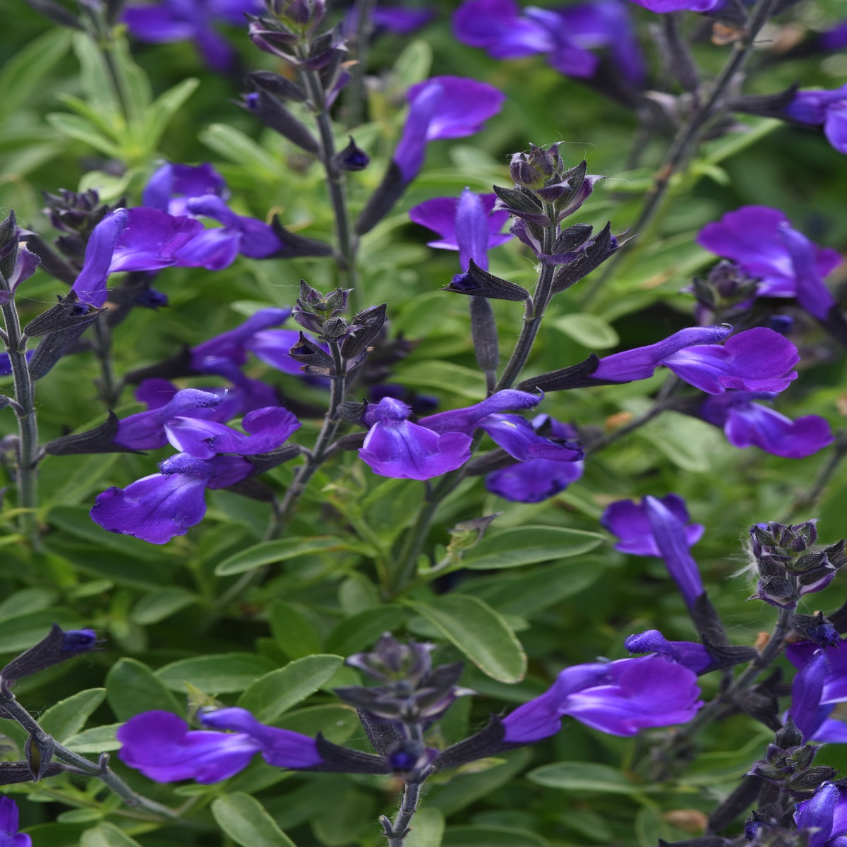 Salvia Greggi Mirage Blue Autumn Sage | SiteOne